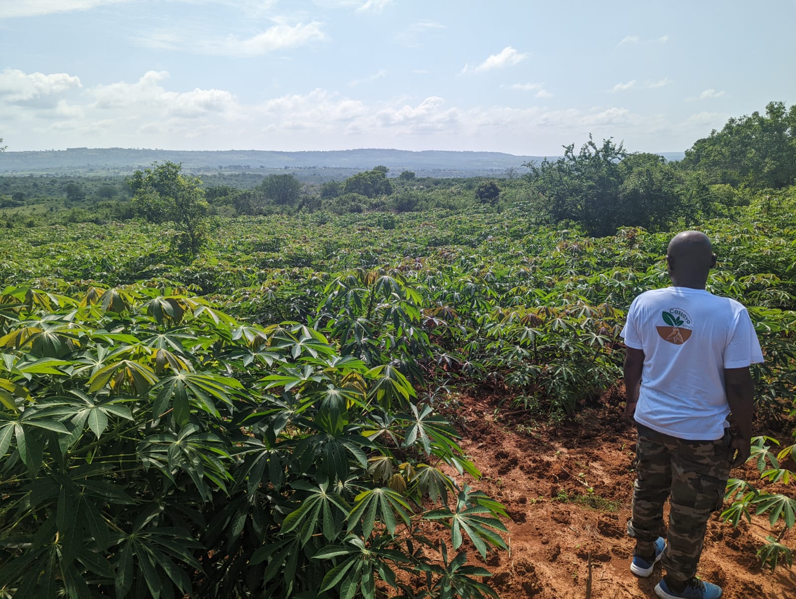 World Cassava Day - Global Online Event